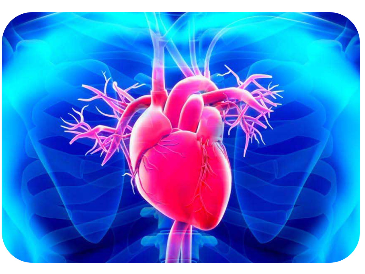 EchoGo for Payers - Ultromics